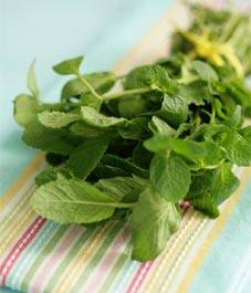 Recipe ingredient: Mint | Style at Home
