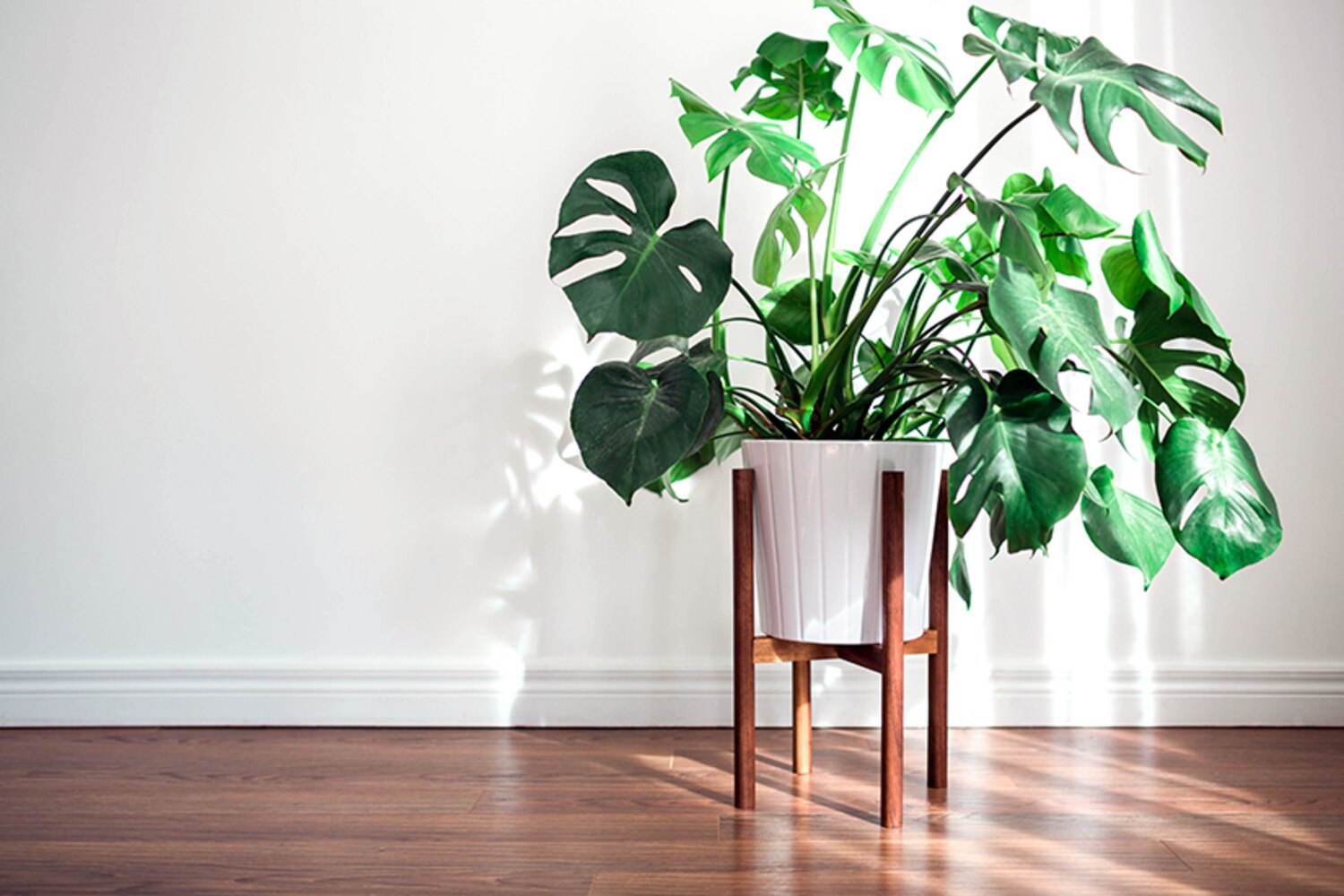 Classic plants you need in your home | Style at Home