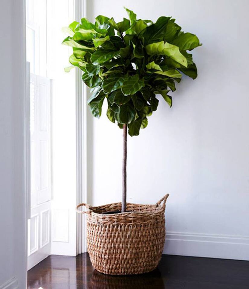 Classic plants you need in your home | Style at Home