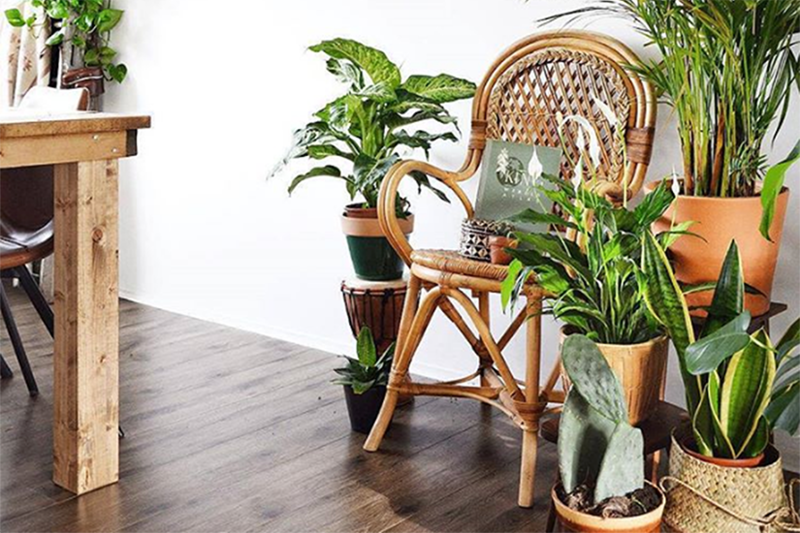 Plants & Flowers | Style at Home