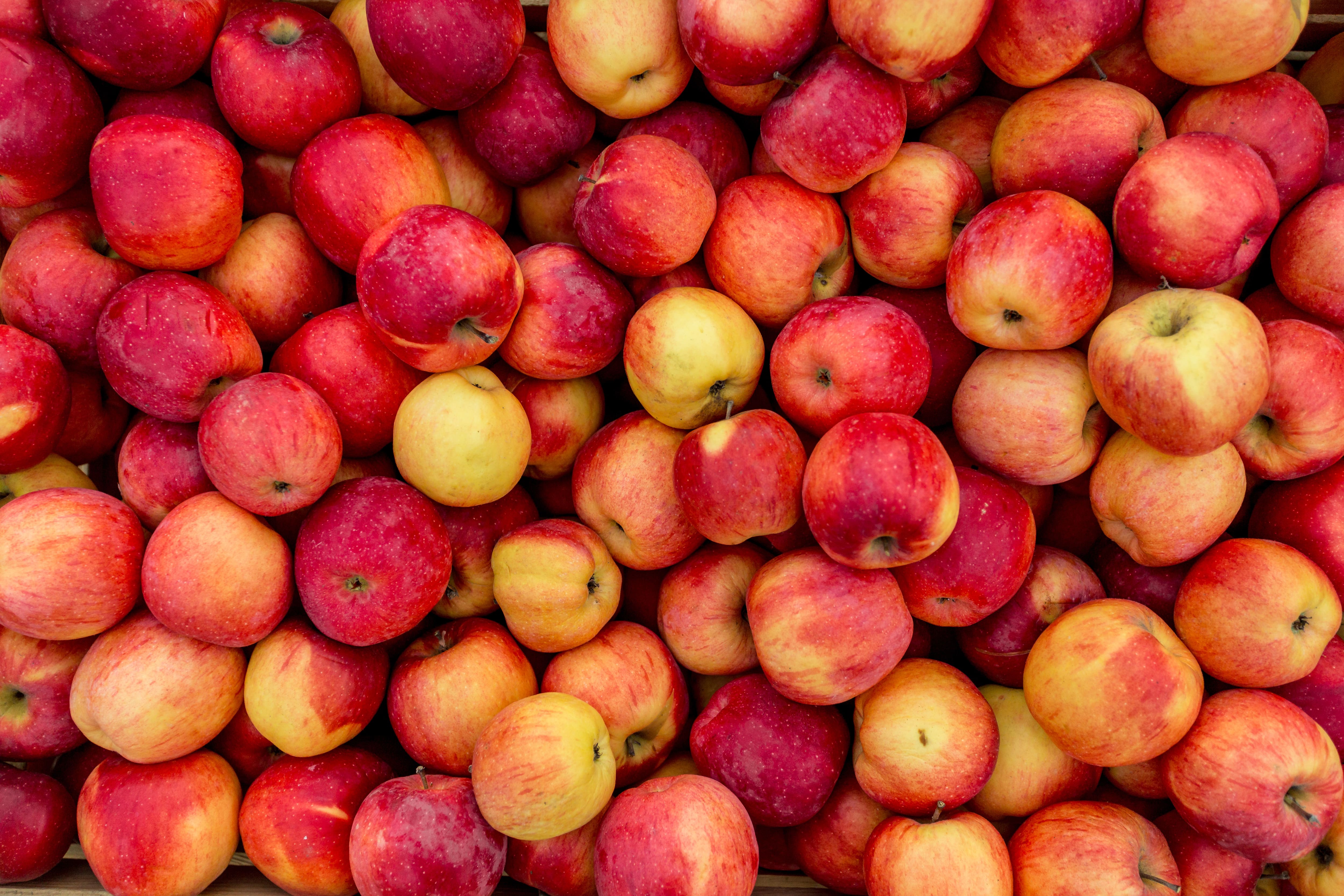 Recettes avec des Pommes : Idées sucrées et salées | Coup de pouce